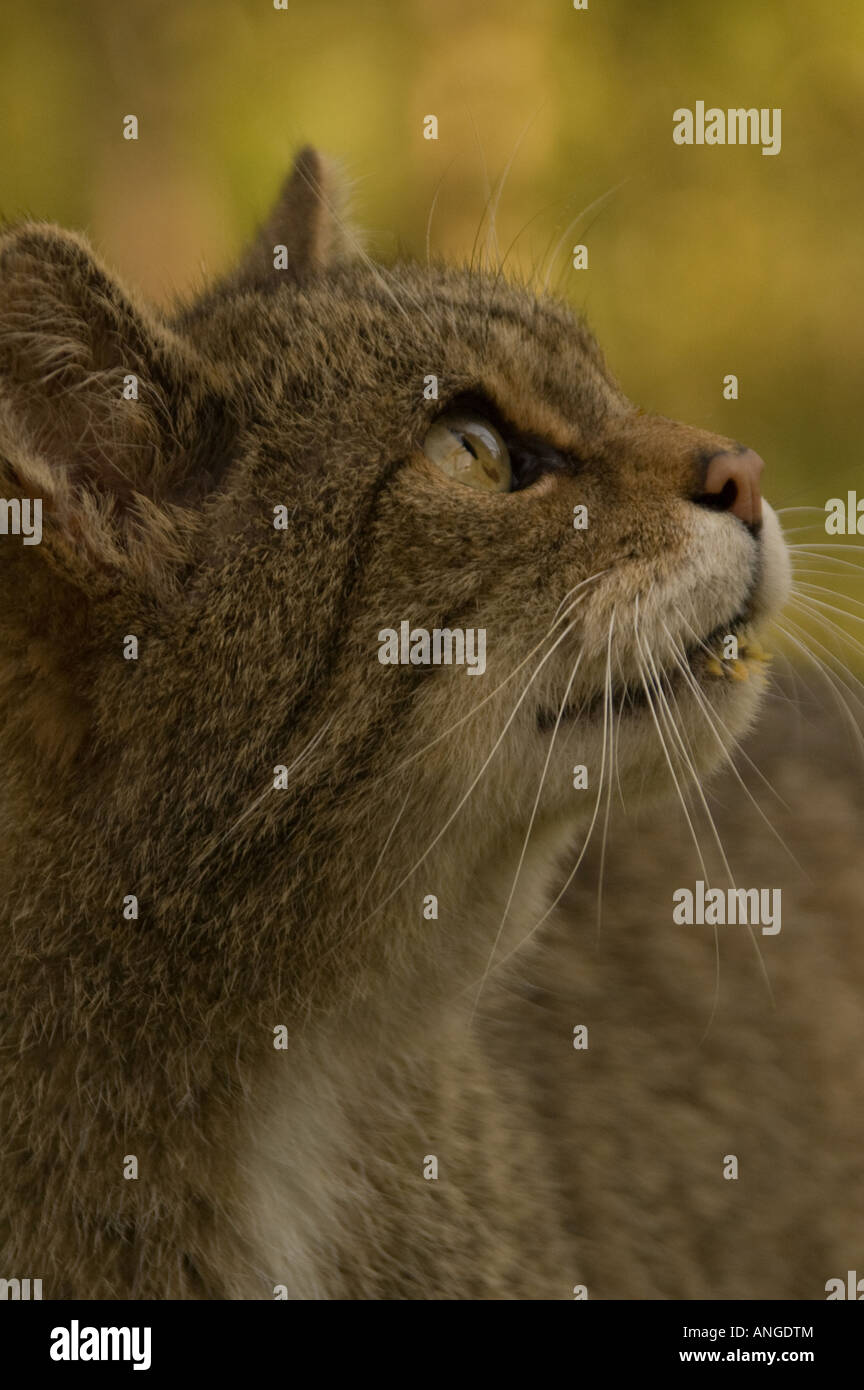 Aggressive cat hi-res stock photography and images - Alamy