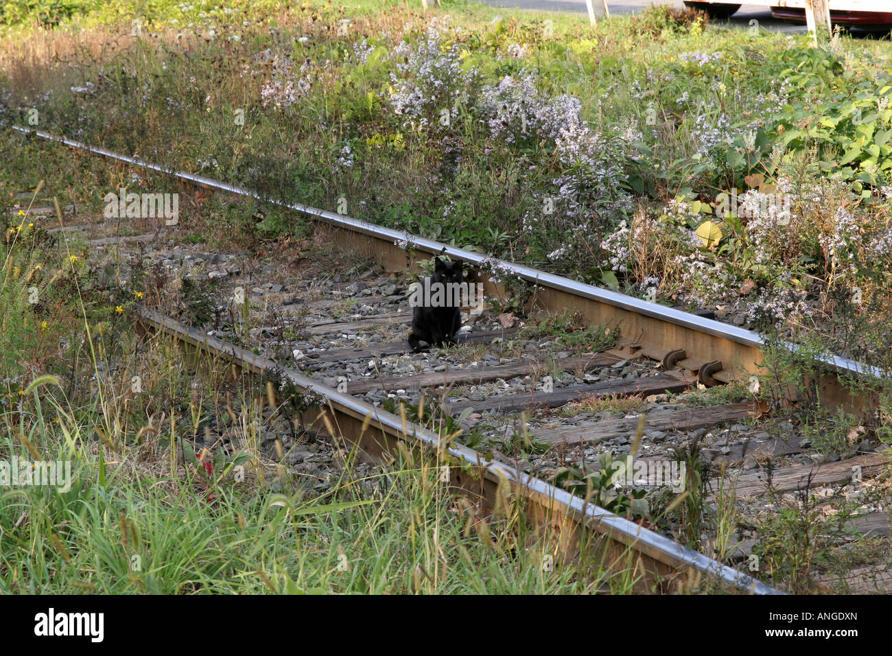 Black Cat on railroad tracks Stock Photo - Alamy