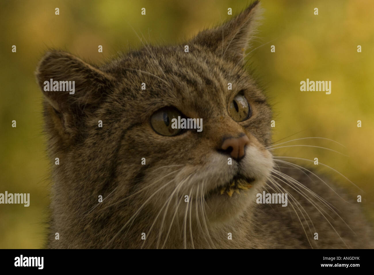 Scottish wildcat tail hi-res stock photography and images - Alamy