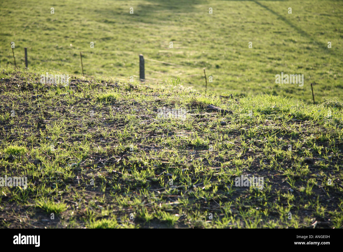 pathway of cobwebs Stock Photo - Alamy