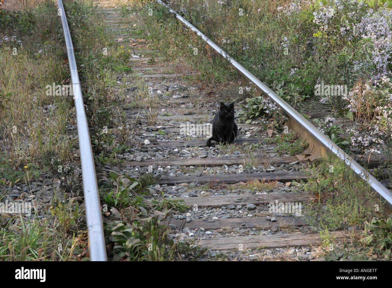 Black Cat on railroad tracks Stock Photo - Alamy