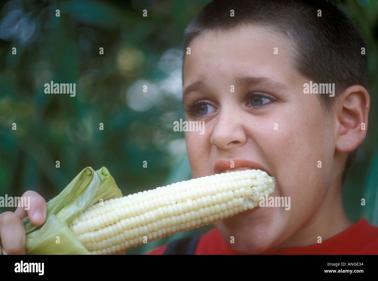 Boy eating Corn on the Cob Stock Photo - Alamy