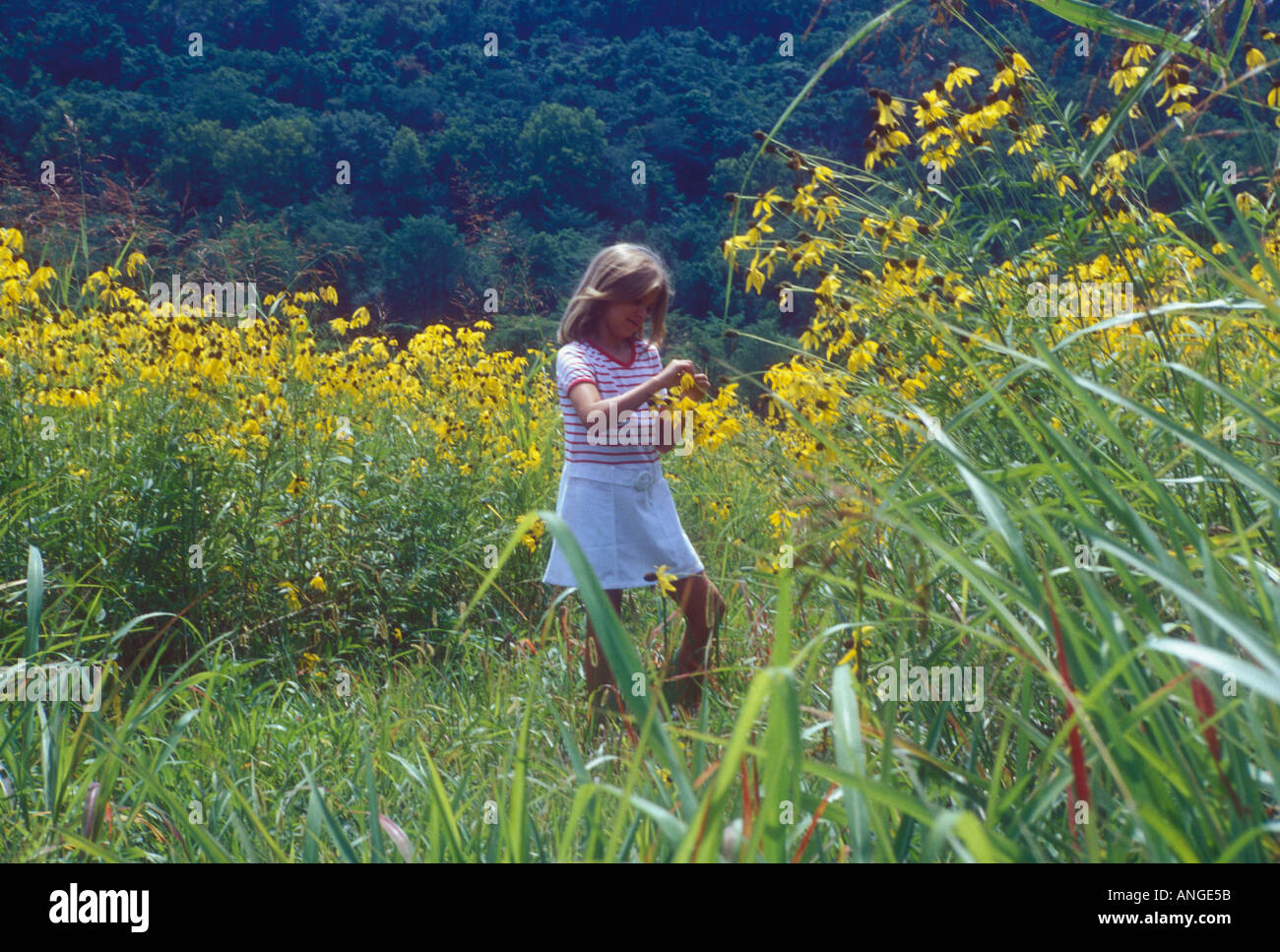 Girl plucking flowers hi-res stock photography and images - Alamy