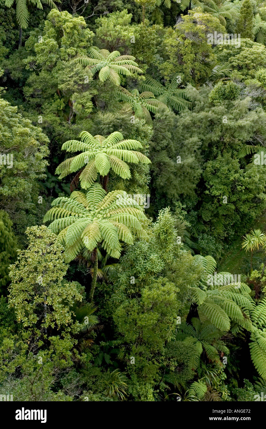 Mamaku tree ferns hi-res stock photography and images - Alamy
