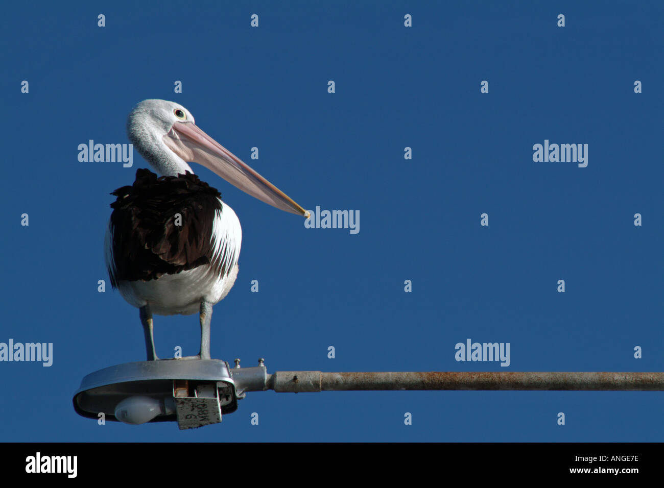 Funny pelican hi-res stock photography and images - Alamy