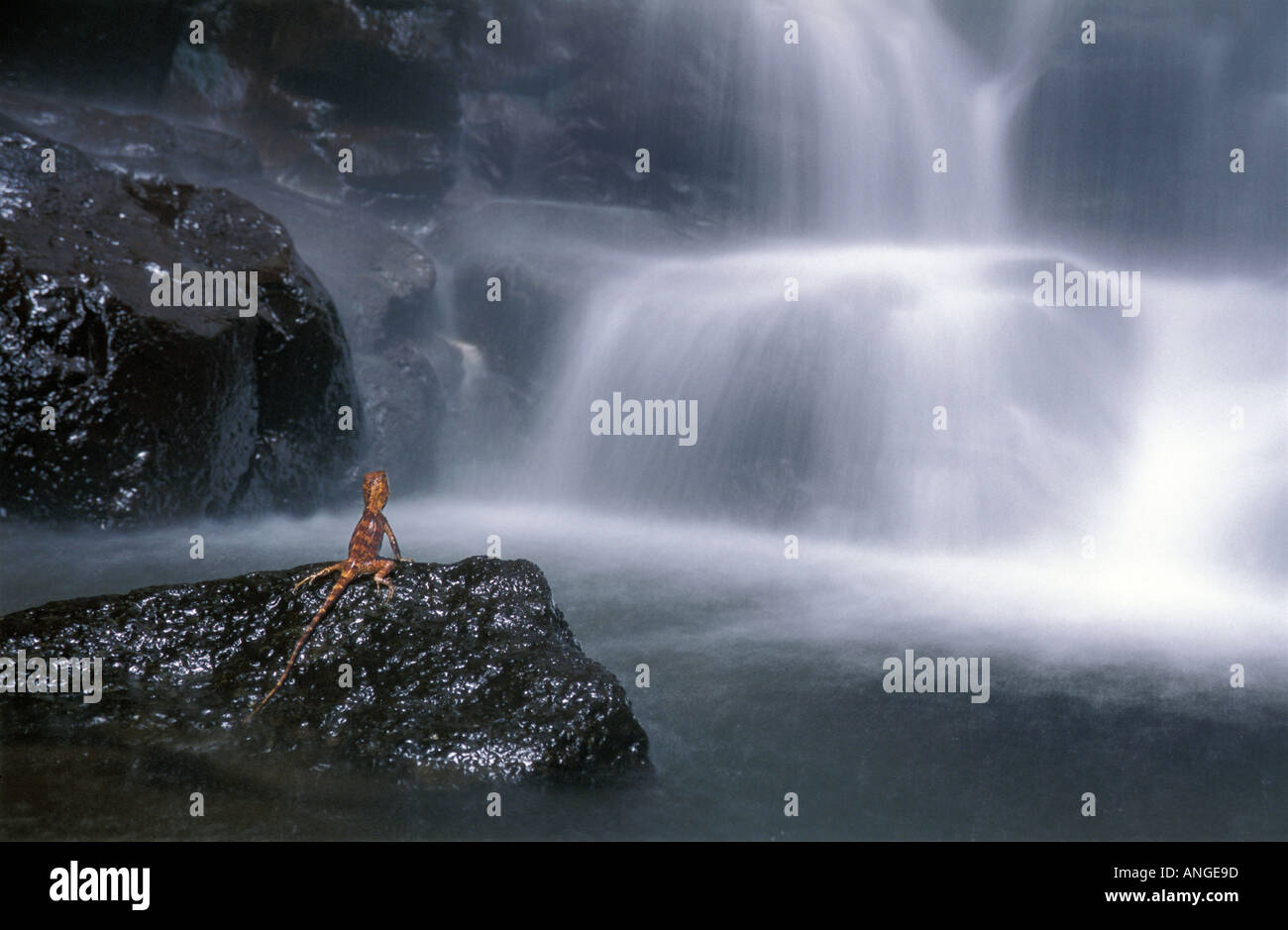 Lizard basking on a rock looking at a high waterfall Stock Photo - Alamy
