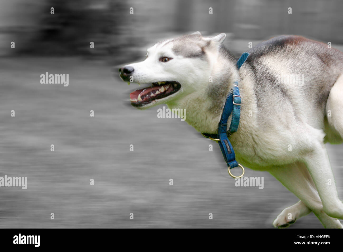 speeding husky dog Stock Photo - Alamy