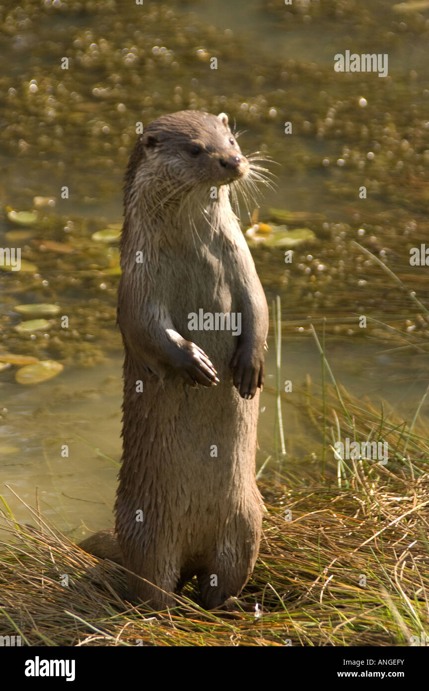 Otter couch hi-res stock photography and images - Alamy