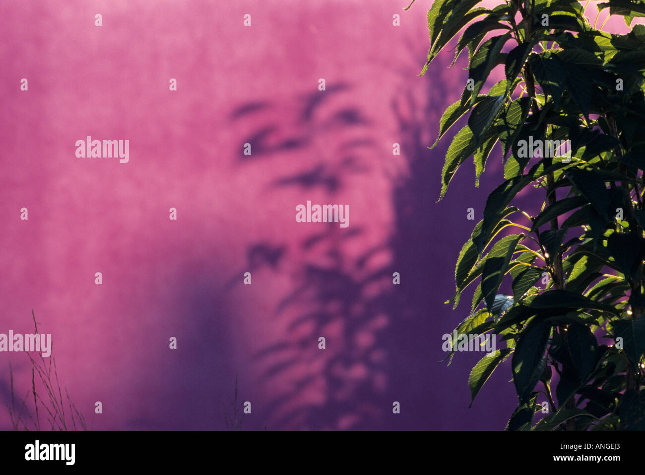 Shadow on purple wall Stock Photo - Alamy