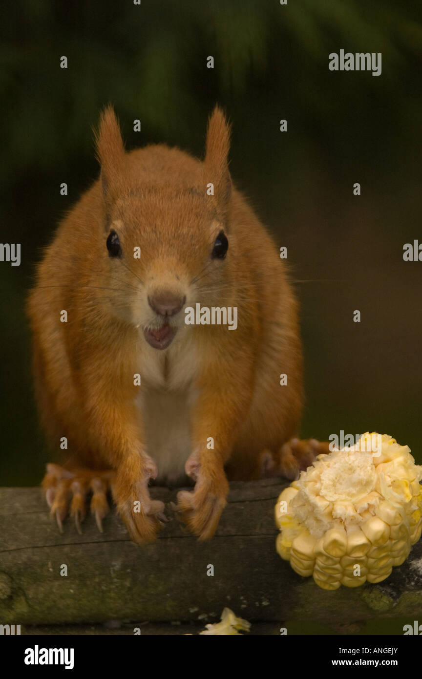 Red squirrel eating corn hi-res stock photography and images - Alamy
