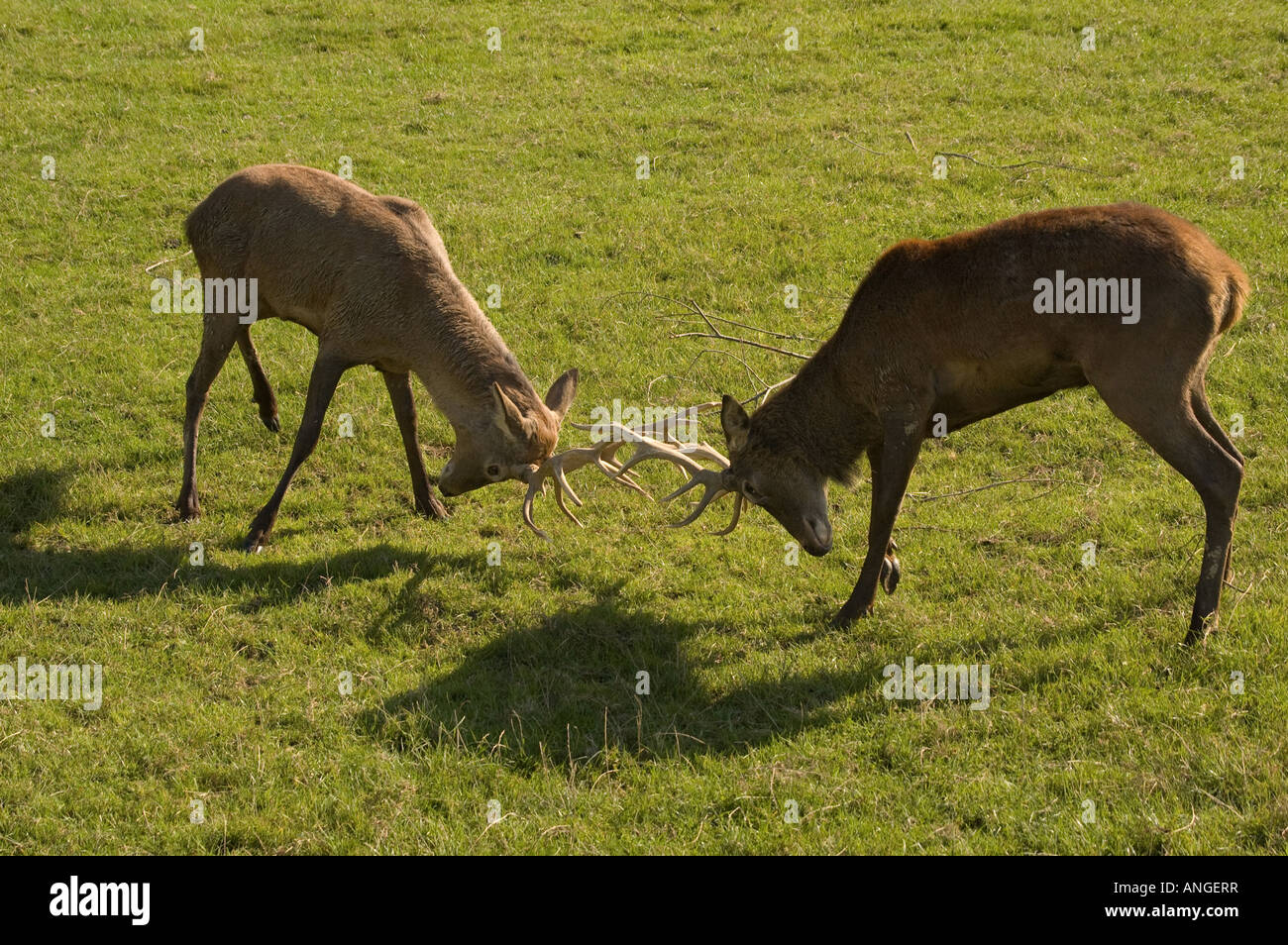 Long neck of deer hi-res stock photography and images - Alamy