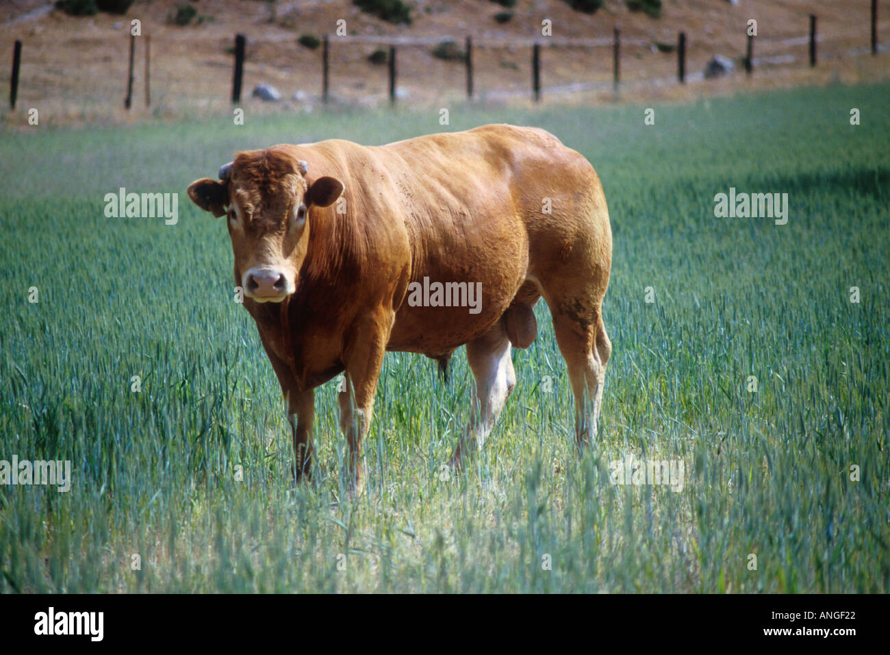 Bull heads hi-res stock photography and images - Alamy