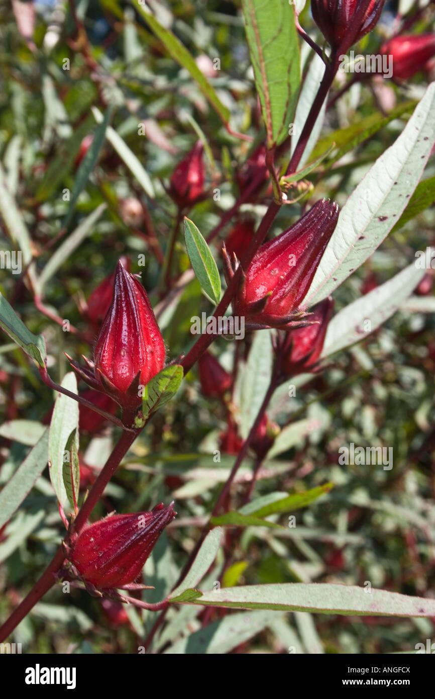 Roselle Hibiscus sabdariffa Stock Photo - Alamy