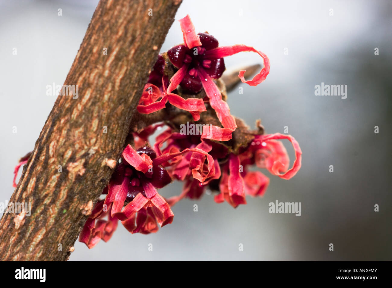 Red witch hazel, Hamamelis, flowers Stock Photo - Alamy