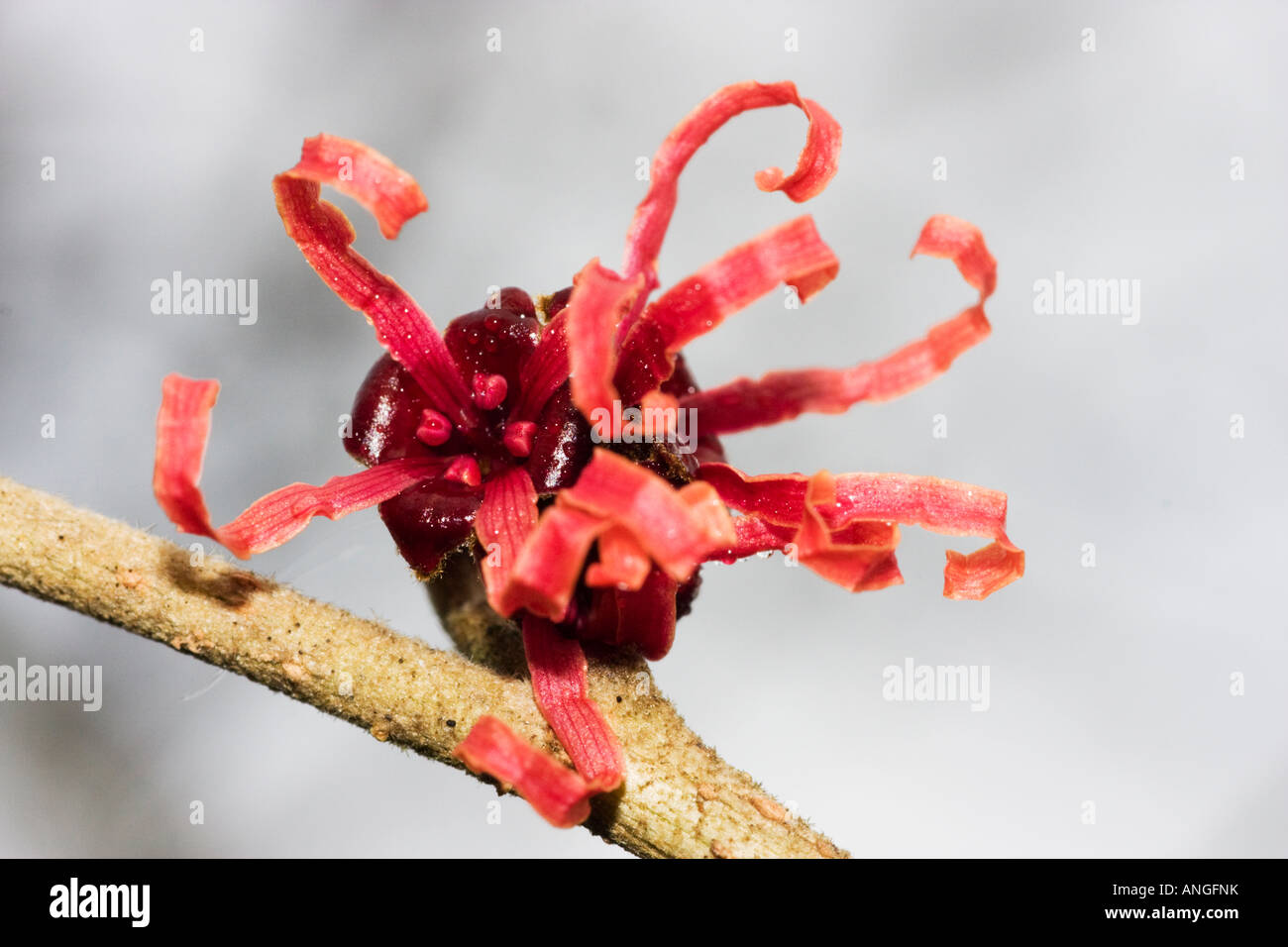 Red witch hazel, Hamamelis, flower Stock Photo - Alamy