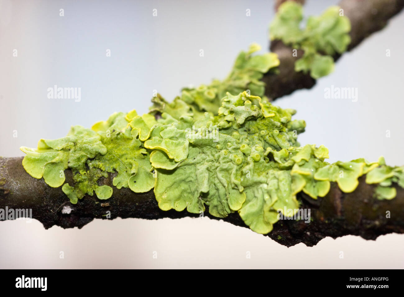 Foliose lichen green hi-res stock photography and images - Alamy