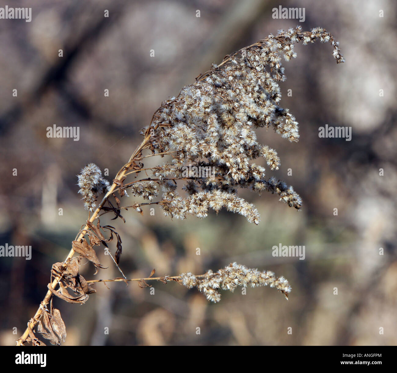A dried out weed cluster Stock Photo - Alamy