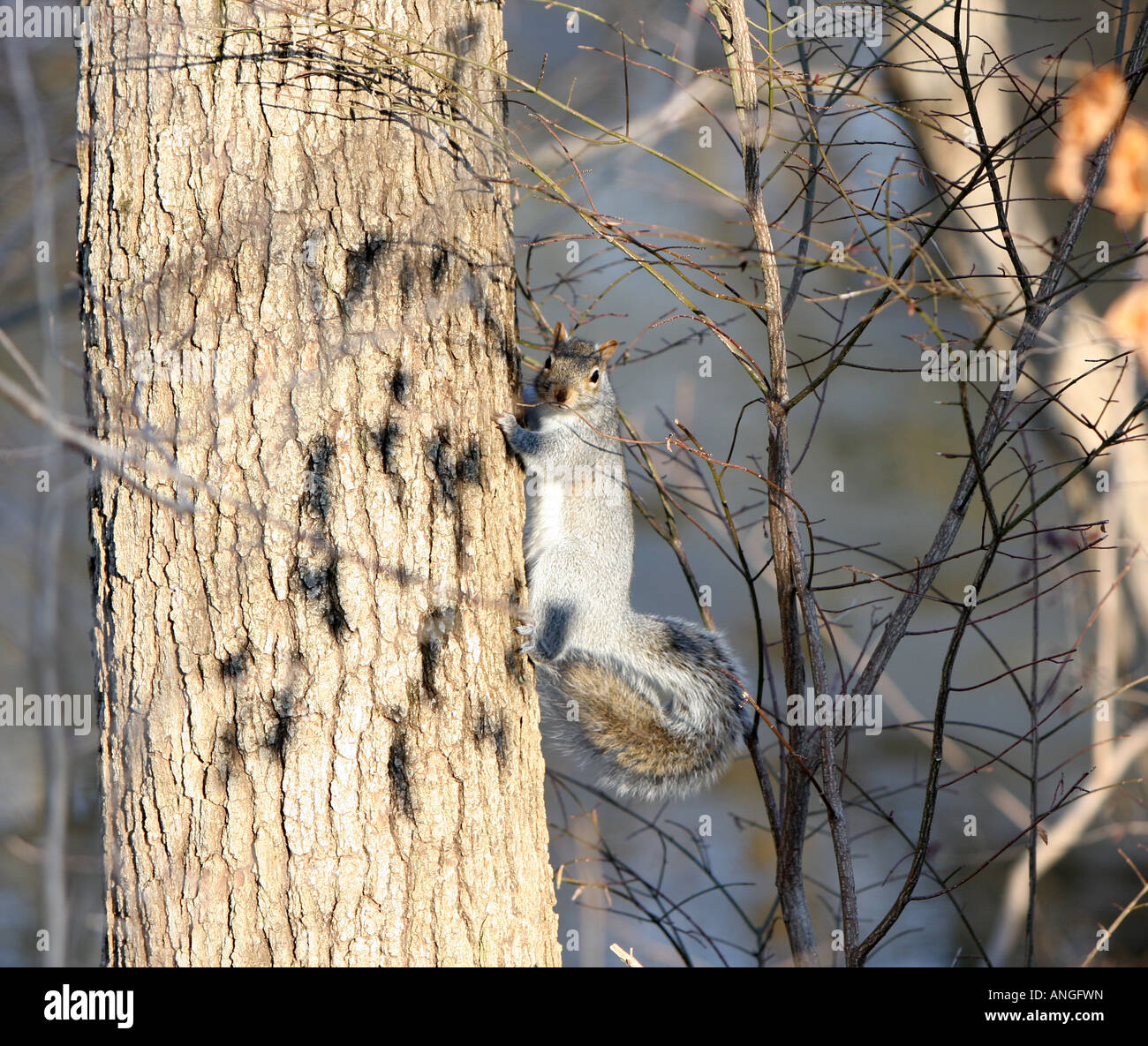 A young American Grey Squirrel on a tree trunk Stock Photo - Alamy