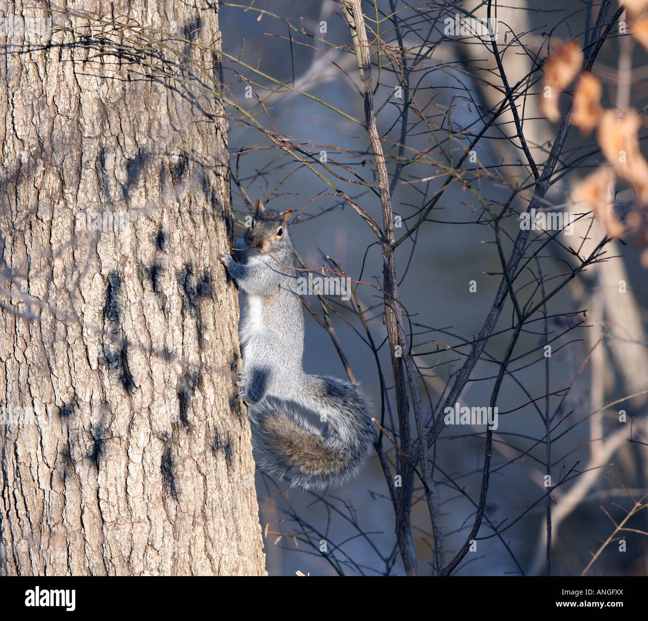 A young American Grey Squirrel on a tree trunk Stock Photo - Alamy