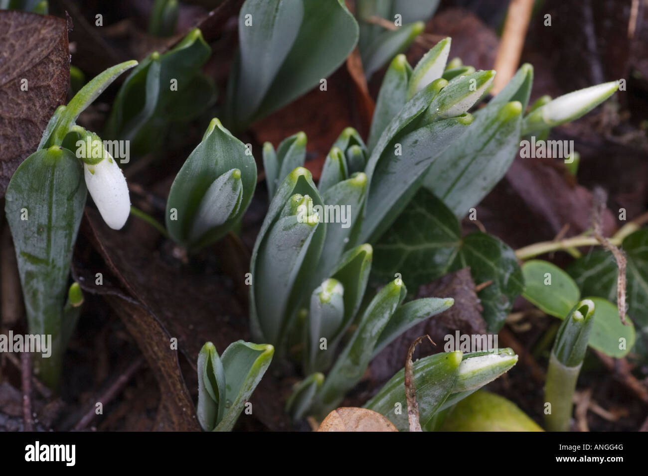 Cluster of leaves emerging hi-res stock photography and images - Alamy