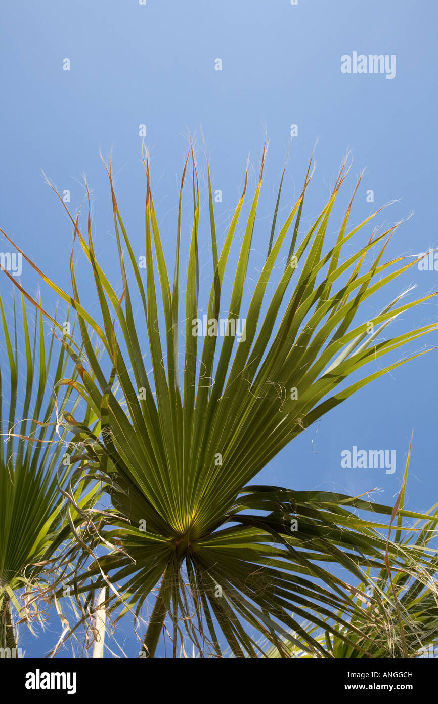 Spiky palm fronds hi-res stock photography and images - Alamy Spiky palm fronds hi-res stock photography and images - Alamy