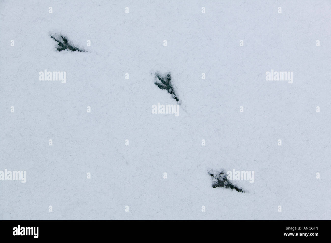 Bird footprints in the snow Ambleside UK Stock Photo - Alamy