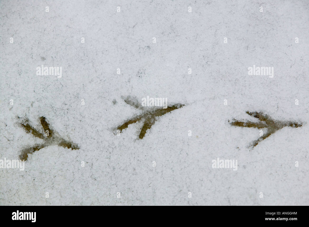 Bird footprints in the snow Ambleside UK Stock Photo - Alamy
