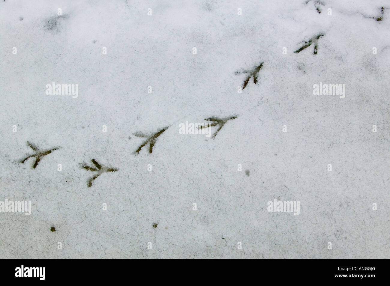 Bird footprints in the snow Ambleside UK Stock Photo - Alamy