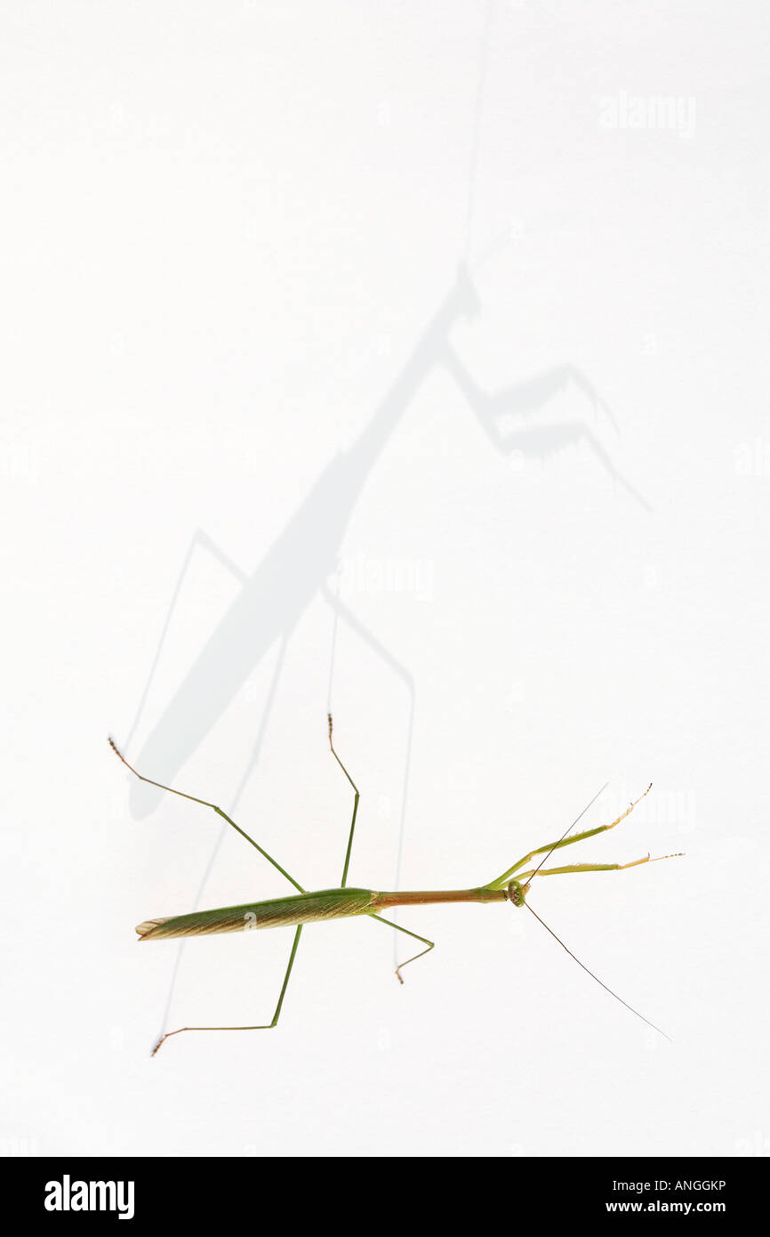 Praying mantis and its shadow Stock Photo - Alamy