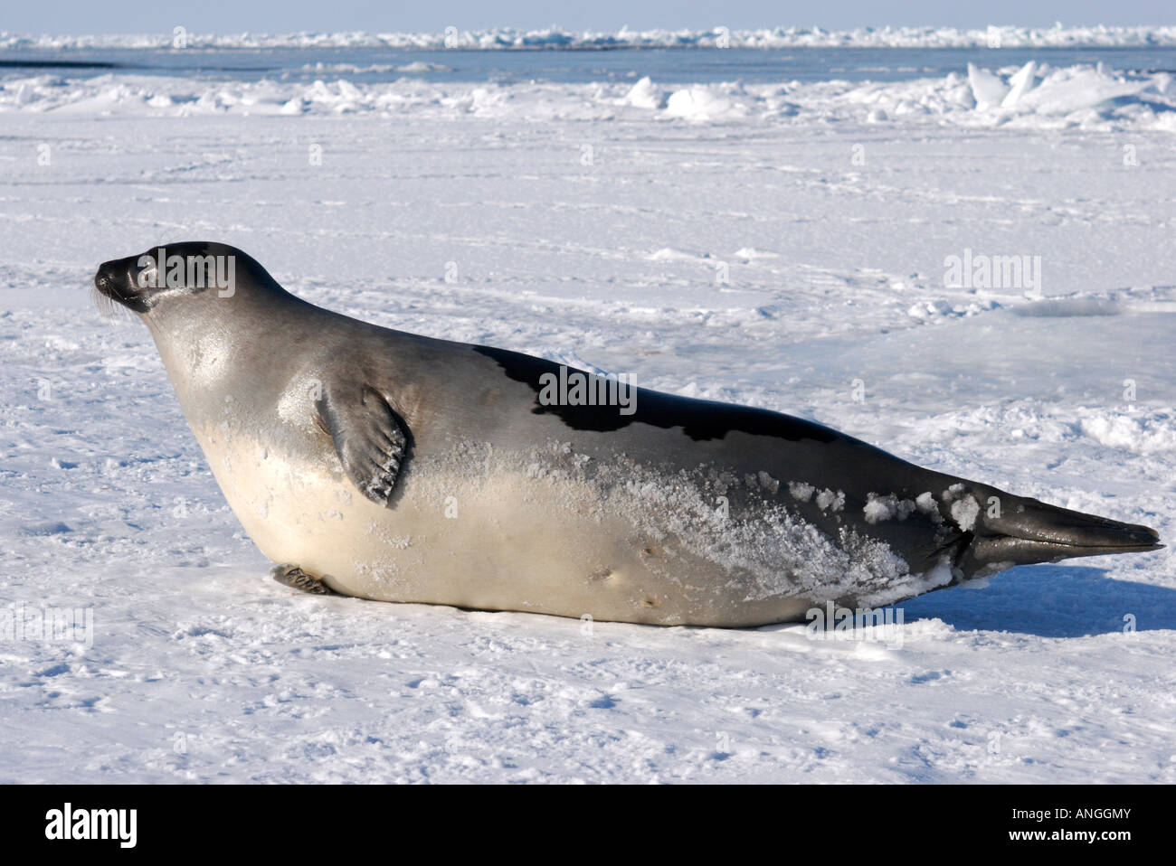 Seal harp hunt hi-res stock photography and images - Alamy