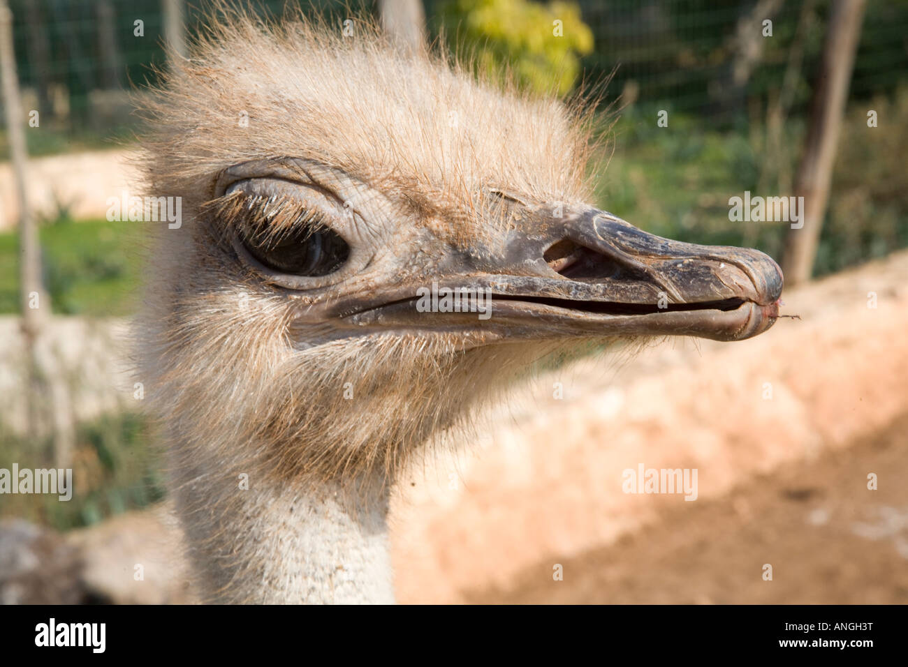 Ostrich funny faces hi-res stock photography and images - Alamy