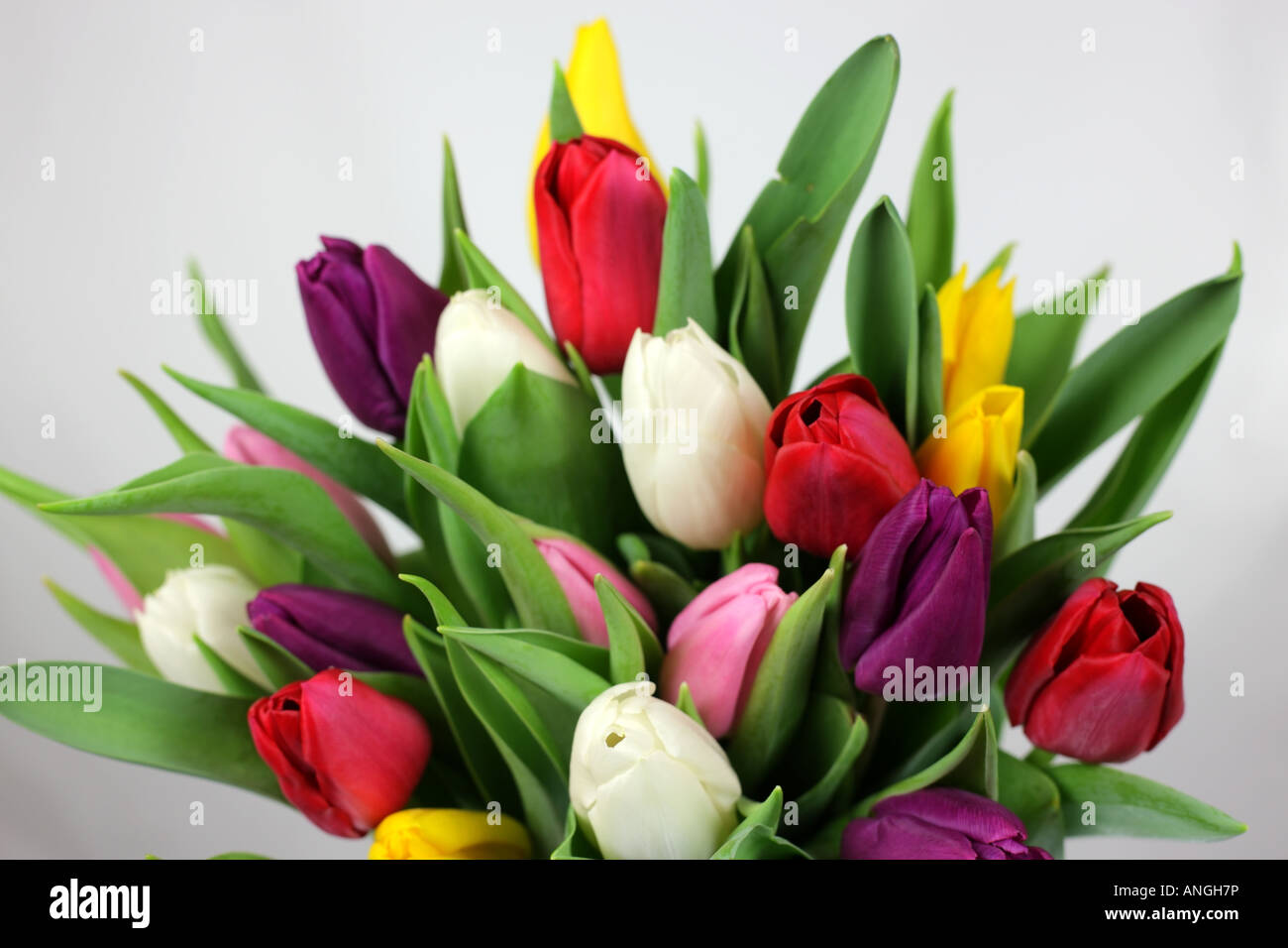 A bunch of tulips shot in the studio Stock Photo - Alamy