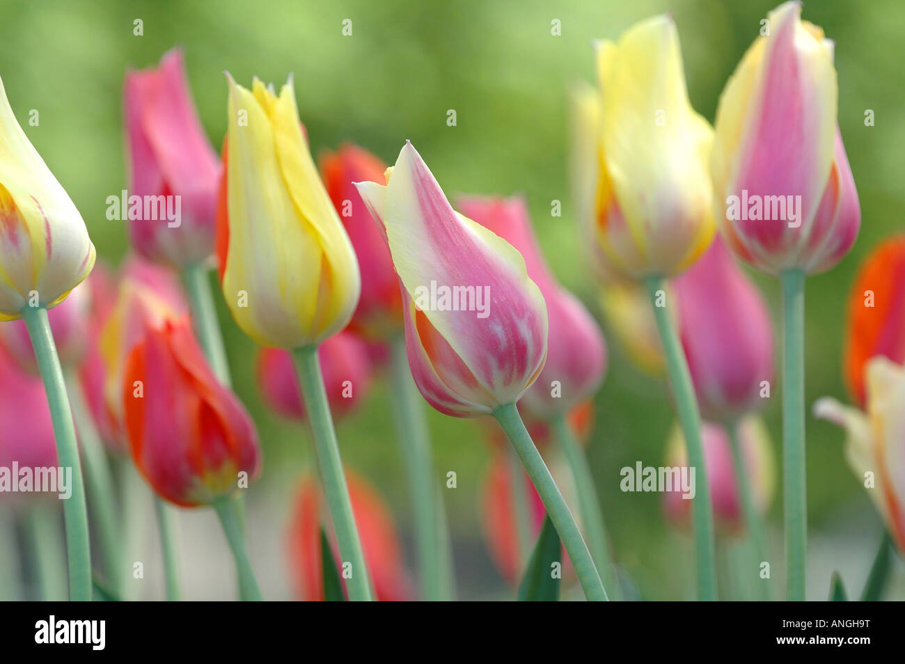 vibrant colorful spring tulip garden Stock Photo - Alamy
