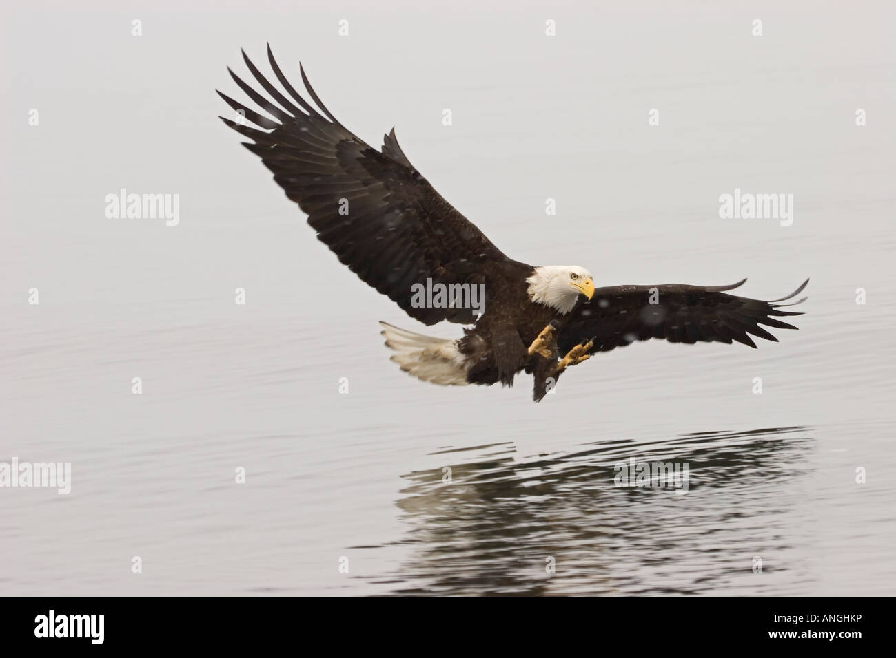 Bald Eagle, Haliaeetus leucocephalus, Alaska, Homer, USA Stock Photo ...