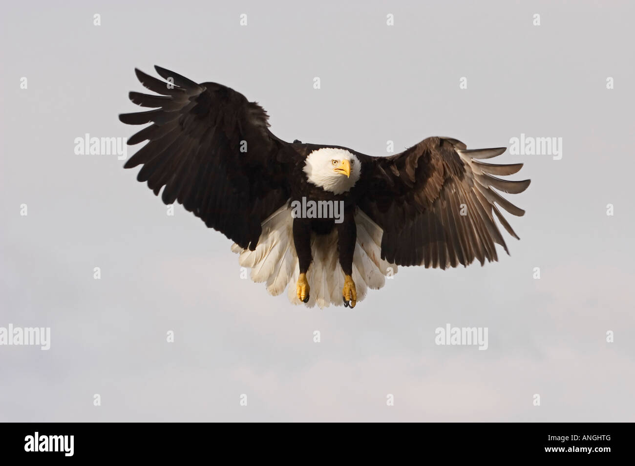 Bald Eagle, Haliaeetus leucocephalus, Alaska, Homer, USA Stock Photo ...