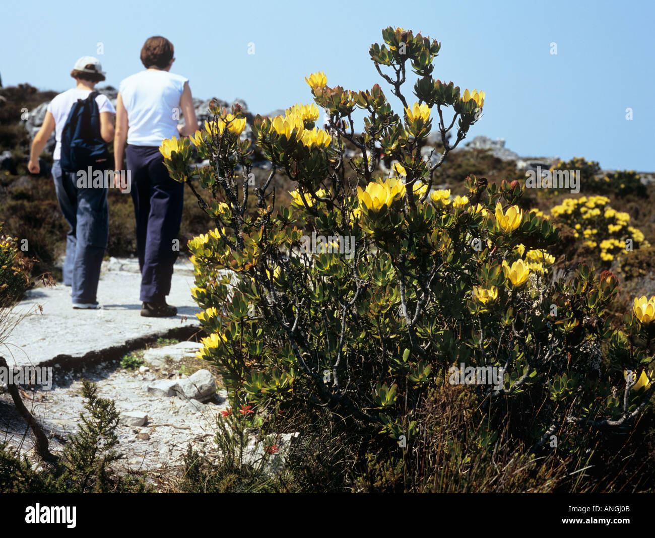 Leucadendron Tinctum High Resolution Stock Photography and Images - Alamy