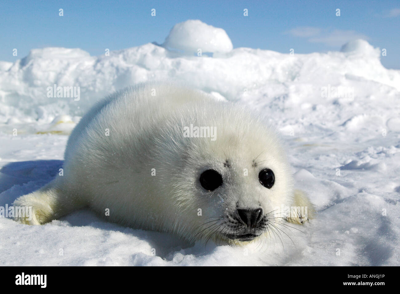 Harp Seal Pup Hunt