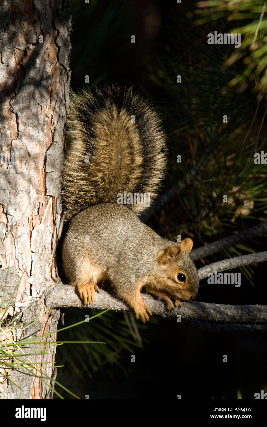 Eastern Fox Squirrel (Sciurus niger), Colorado Stock Photo - Alamy
