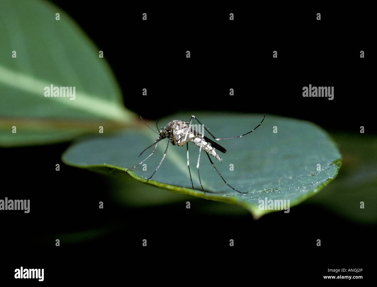 Mosquito close- up resting on leaf, Colorado Stock Photo - Alamy