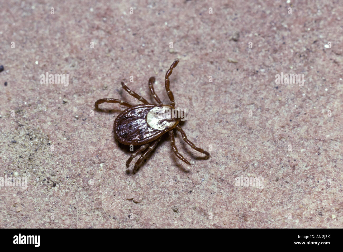 Wood Tick, Colorado Stock Photo - Alamy