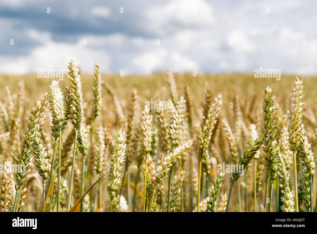 closeup of barley field in summer, Saxony, Germany Stock Photo - Alamy