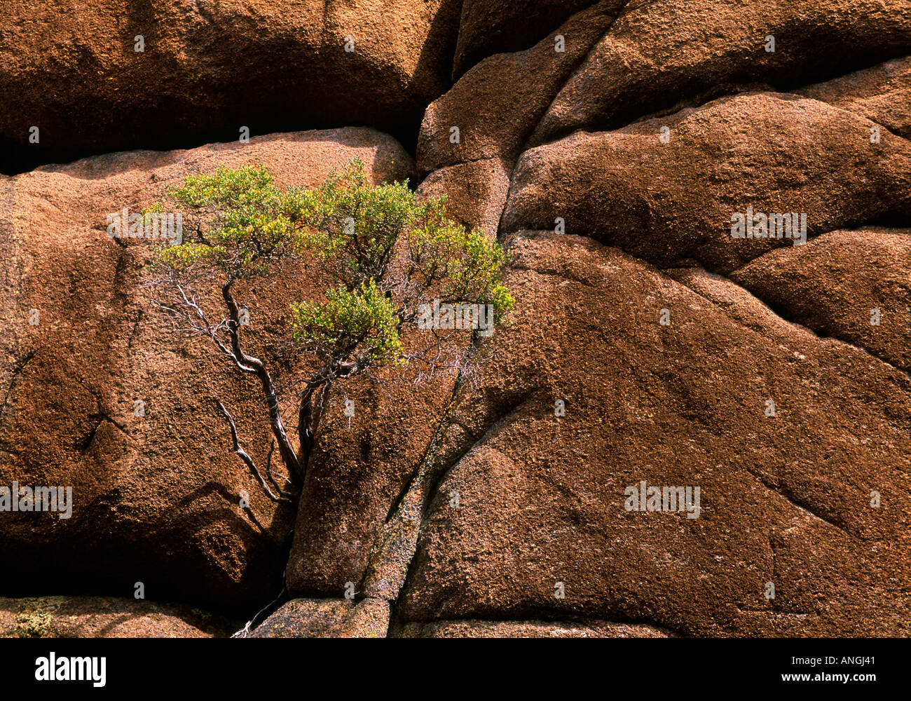 Tree growing out of cliff Frecinet National Park Tasmania Stock Photo ...