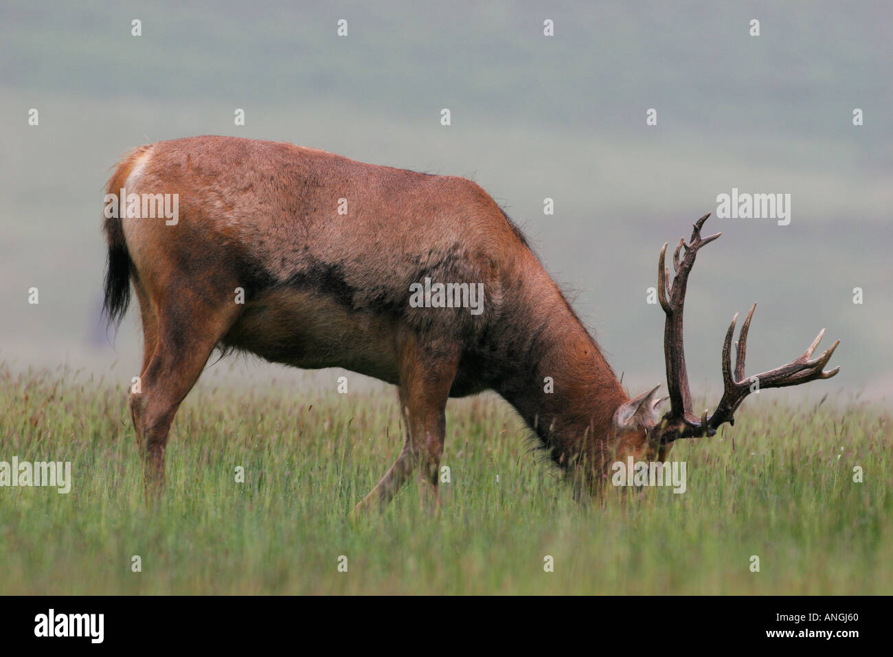 Père davids deer stag hi-res stock photography and images - Alamy