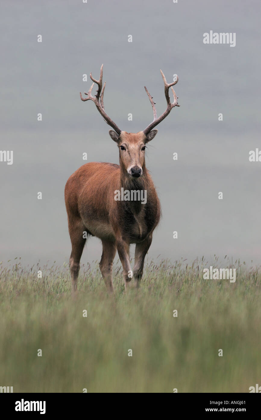 Père davids deer stag hi-res stock photography and images - Alamy