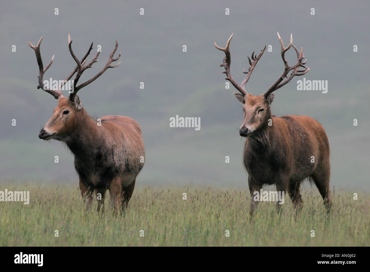 Two pere david`s deer hi-res stock photography and images - Alamy