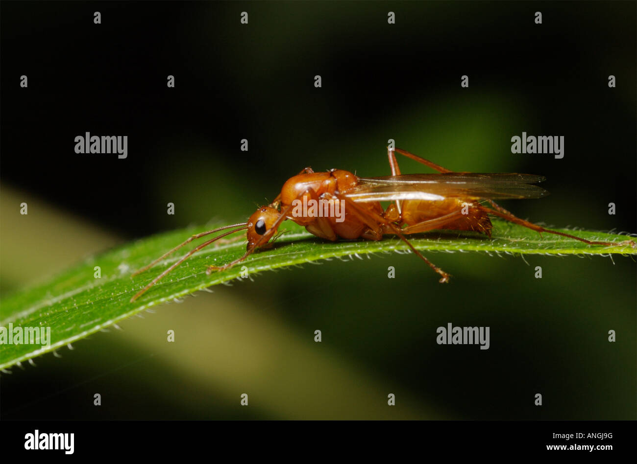 Winged reproductive form of reddish carpenter ant. Camponotus castaneus ...