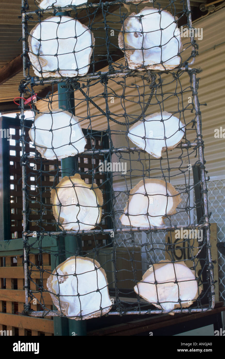 Pearl shells broome hi-res stock photography and images - Alamy