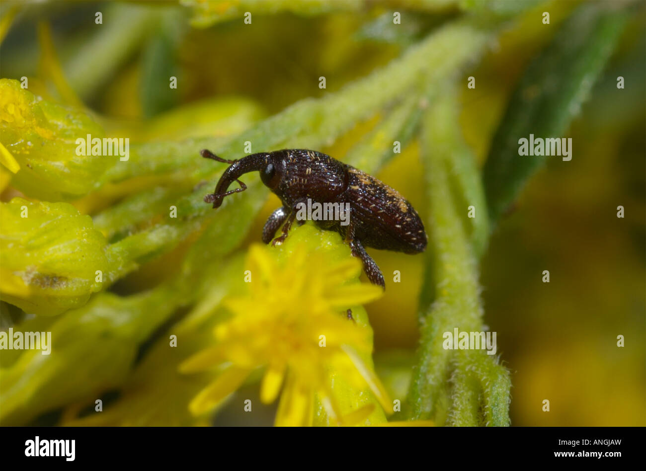 Curved snout hi-res stock photography and images - Alamy