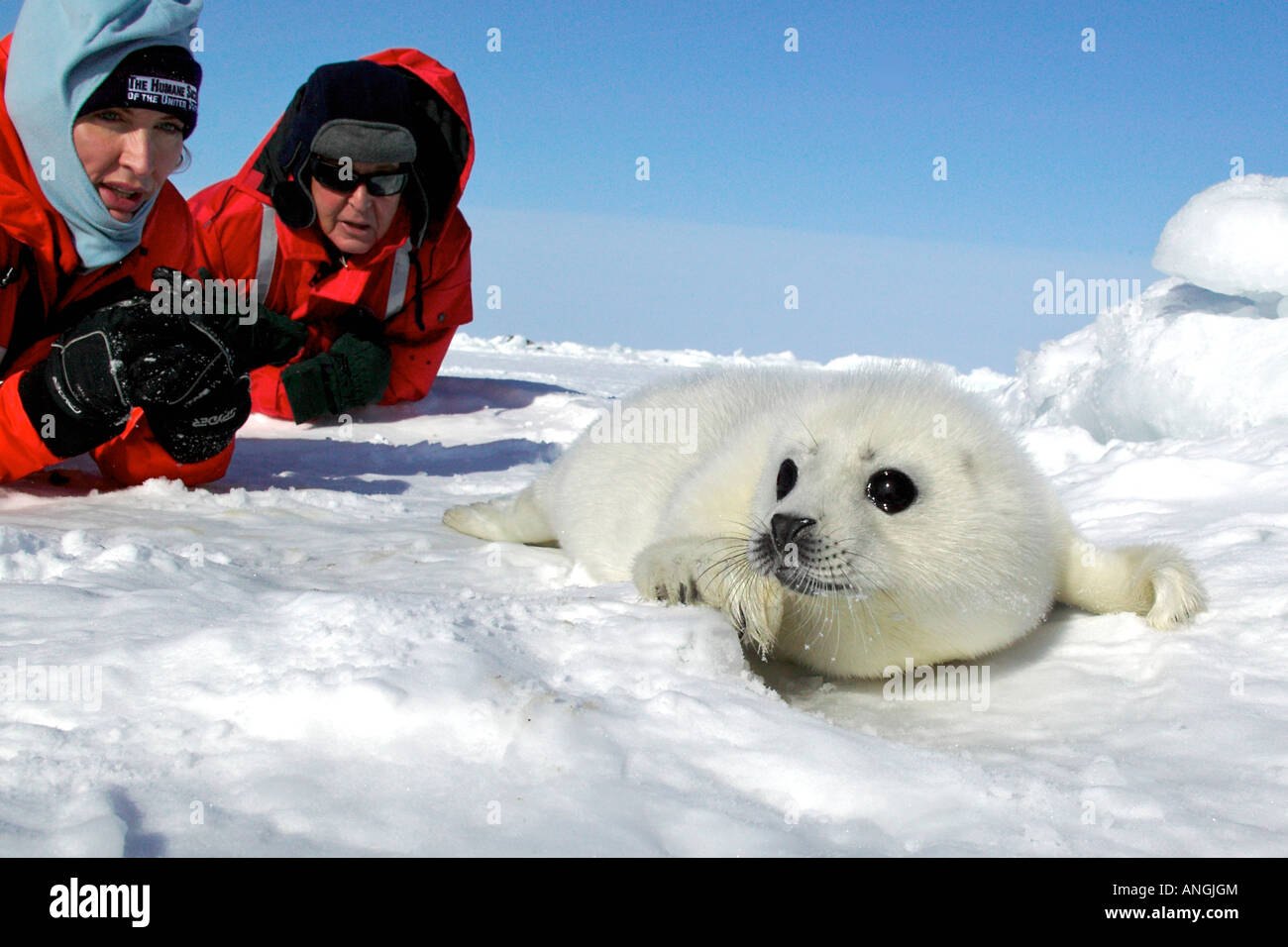 Harp Seal Pup Hunting