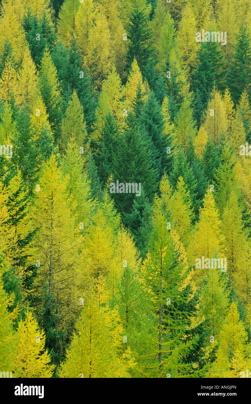 Western larch trees larix occidentalis hi-res stock photography and ...